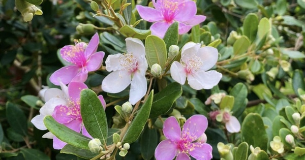 Đẹp ngây ngất những đồi sim ở Phú Quốc