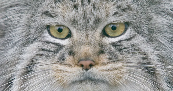 CLIP: Mèo rừng “hiếm có khó tìm” sống trên đỉnh Everest