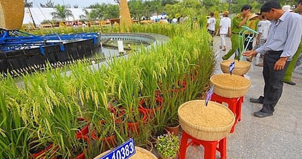 Sắp có “Con đường lúa gạo Việt Nam” tại Hậu Giang