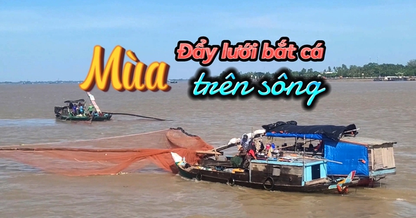 VIDEO: Mùa đẩy lưới bắt cá trên sông Tiền ở An Giang