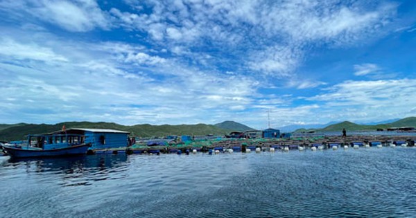 Côn đồ lộng hành ở vịnh Vân Phong (*): Ép giá, thu lợi "khủng"