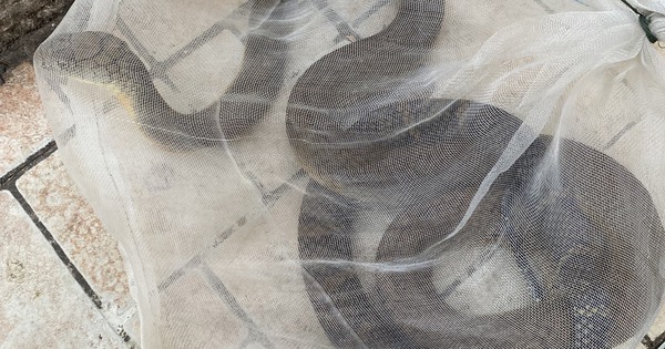 Người đàn ông vào viện kèm theo con rắn hổ chúa rừng 2 kg