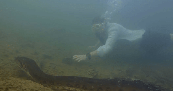 Phát hiện đáng kinh ngạc về loài trăn lớn nhất thế giới