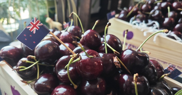 Cherry New Zealand đắt nhất thị trường nhập khẩu về Việt Nam tăng vọt