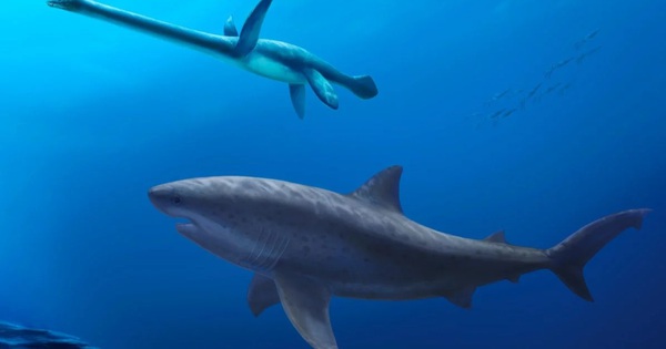 Siêu cá mập chưa từng biết "Mega-Predator" lộ diện ở Úc
