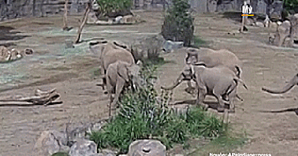 Xúc động hình ảnh đàn voi quây thành vòng tròn bảo vệ voi con trong ...