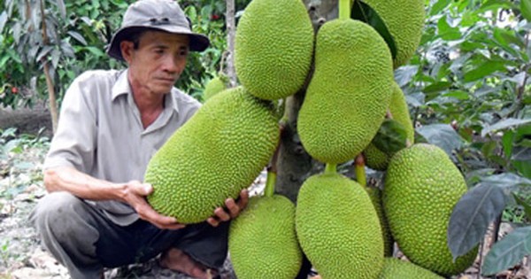 Trồng mít thoát nghèo